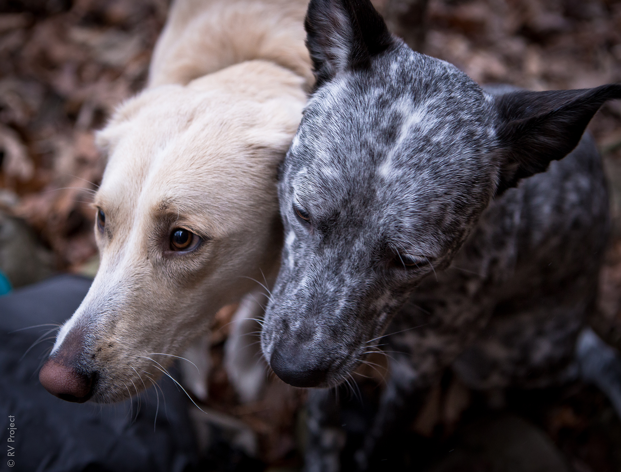 The Crag Dog Blog – The RV Project