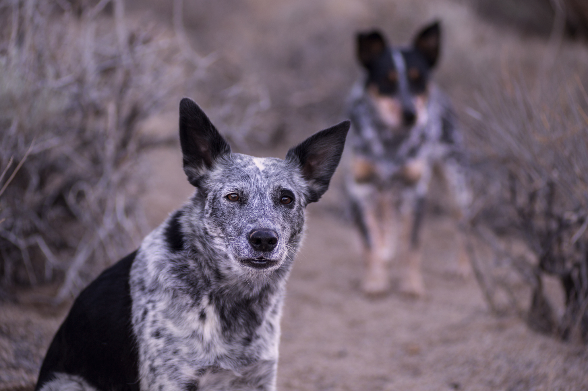 The Crag Dog Blog – The RV Project