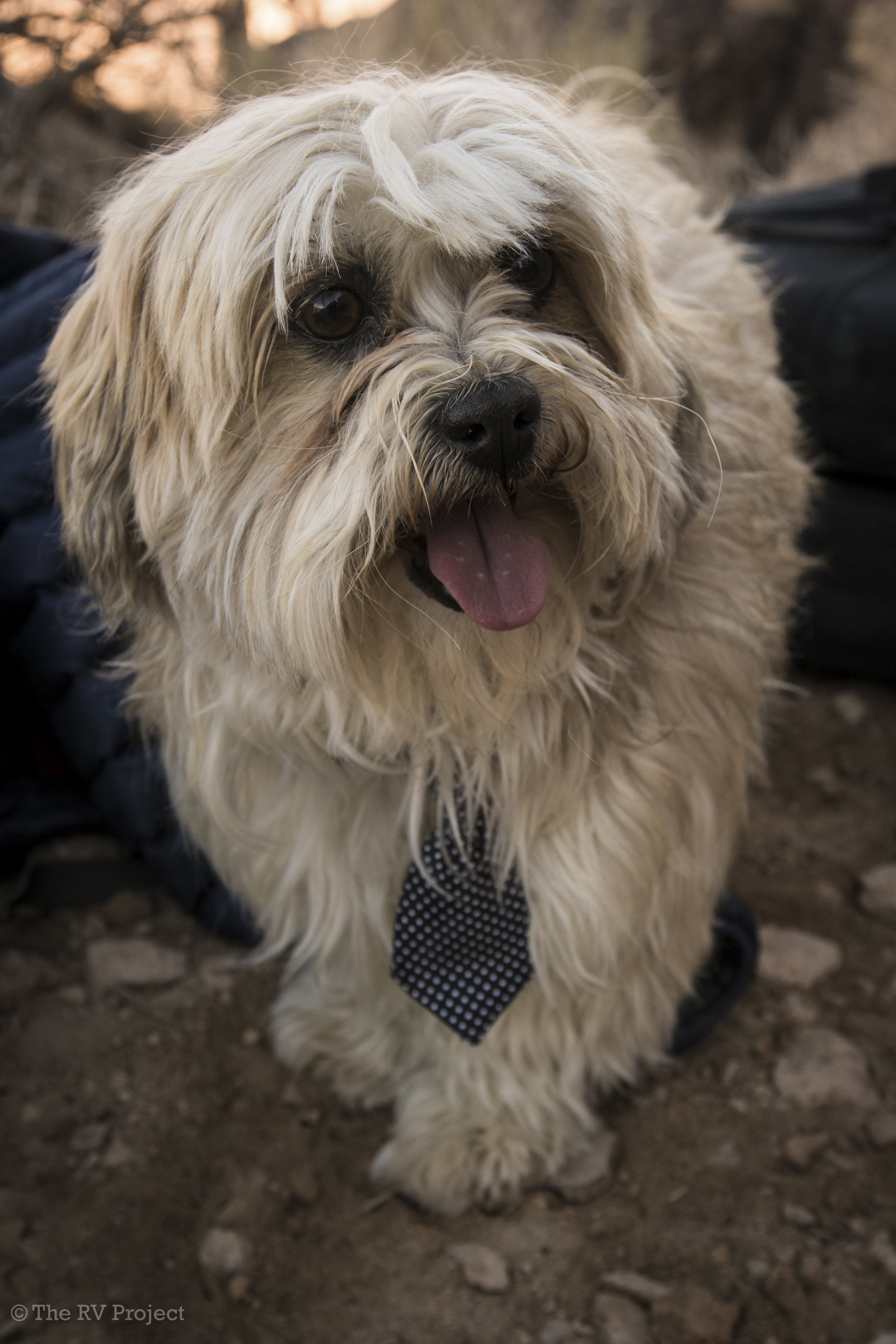 The Crag Dog Blog – The RV Project